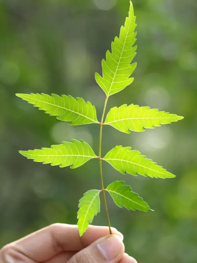 Neem Benefits : जाणून घ्या सकाळी रिकाम्या पोटी कडुलिंबाची पाने ...